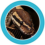 Our Animals – Folsom Zoo Friends