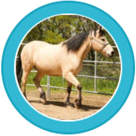 Our Animals – Folsom Zoo Friends