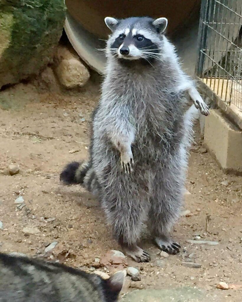 Home - Folsom Zoo Sanctuary Friends