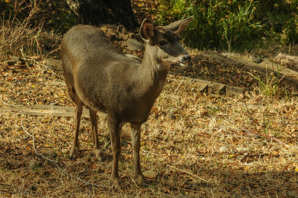 Pasture Hoofstock - Friends of the Folsom Zoo Sanctuary