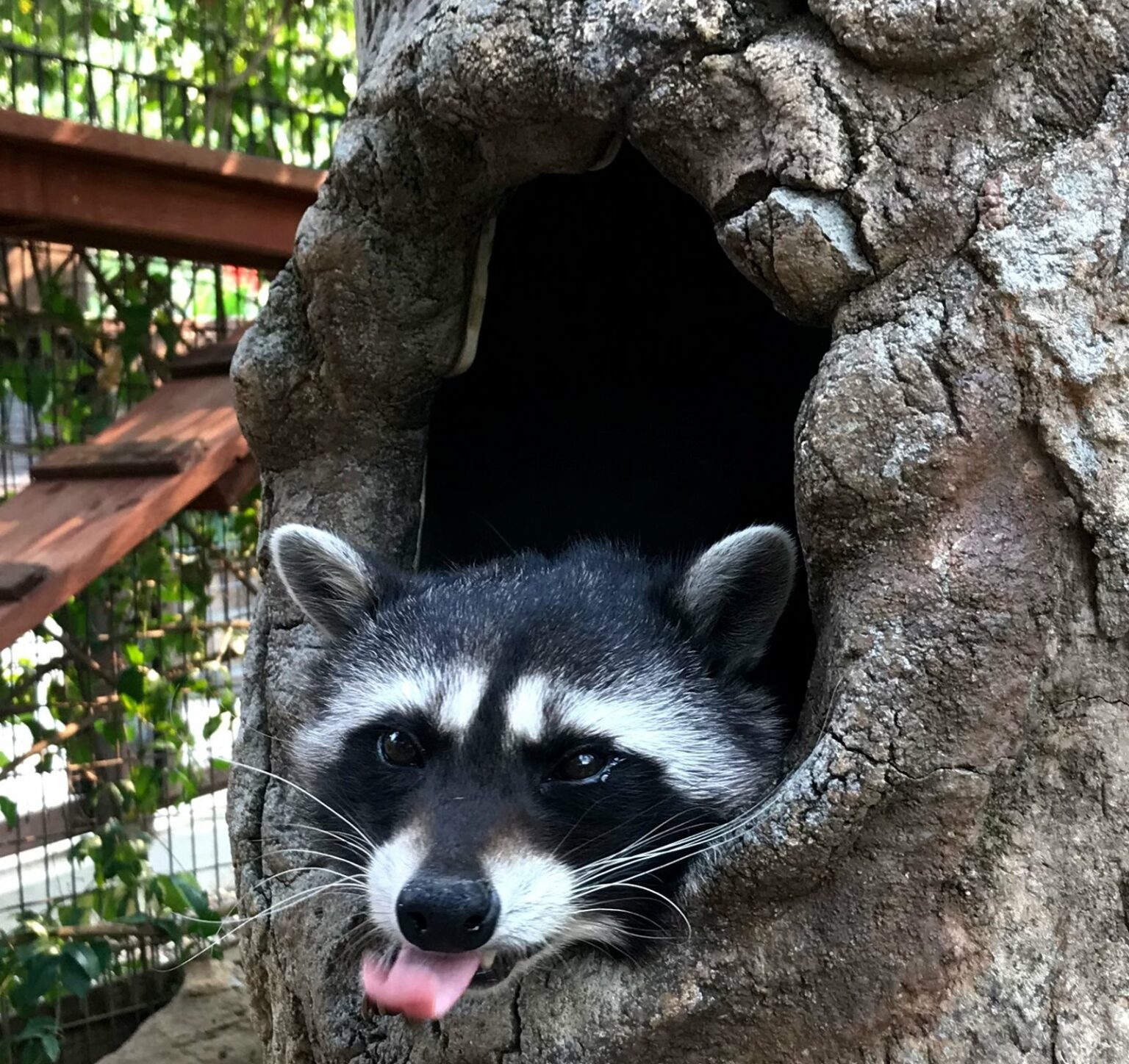 Small Animals - Friends of the Folsom Zoo Sanctuary